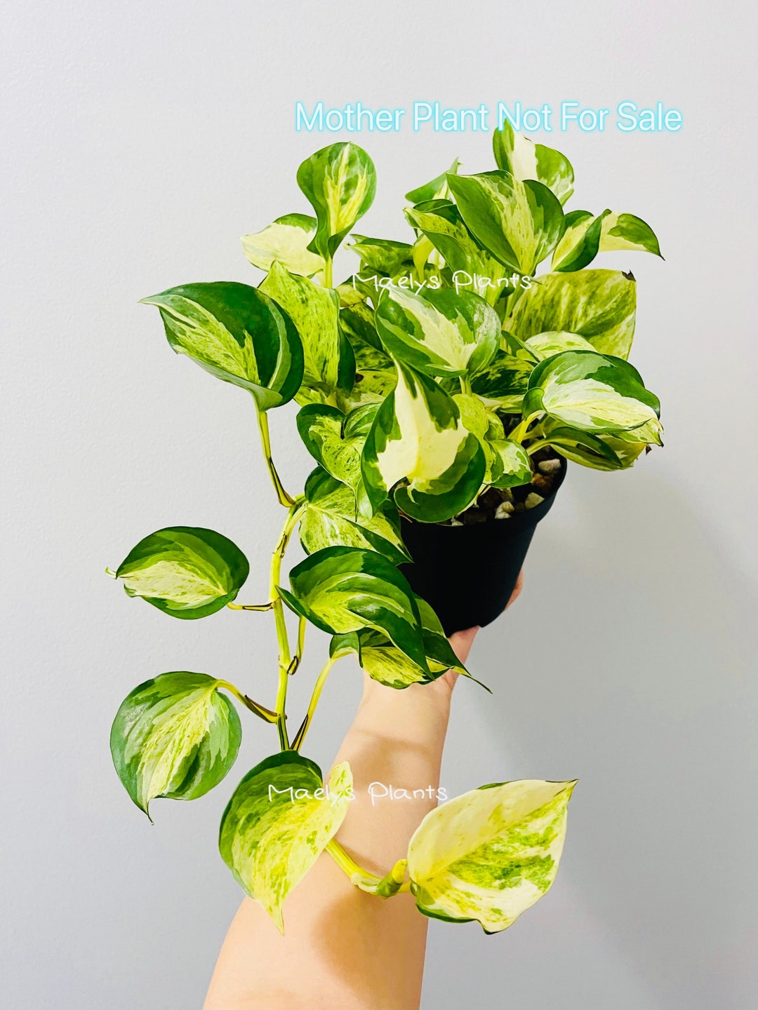 Manjula Pothos 'happy Leaf Pothos' epipremnum Aureum Manjula Update 8/ ...
