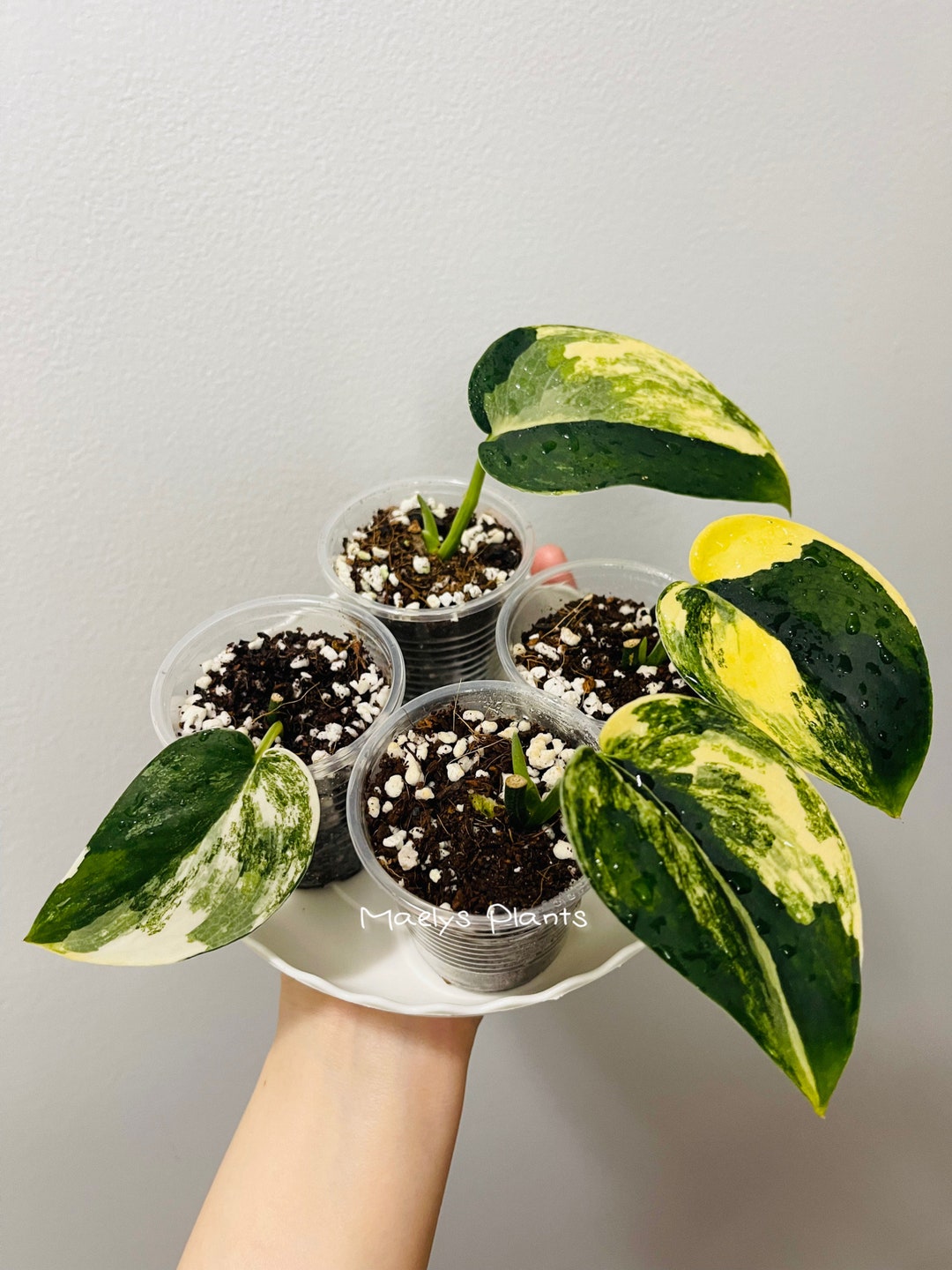 Scindapsus Jade Satin High Variegated Cutting Rooted US Seller Free ...