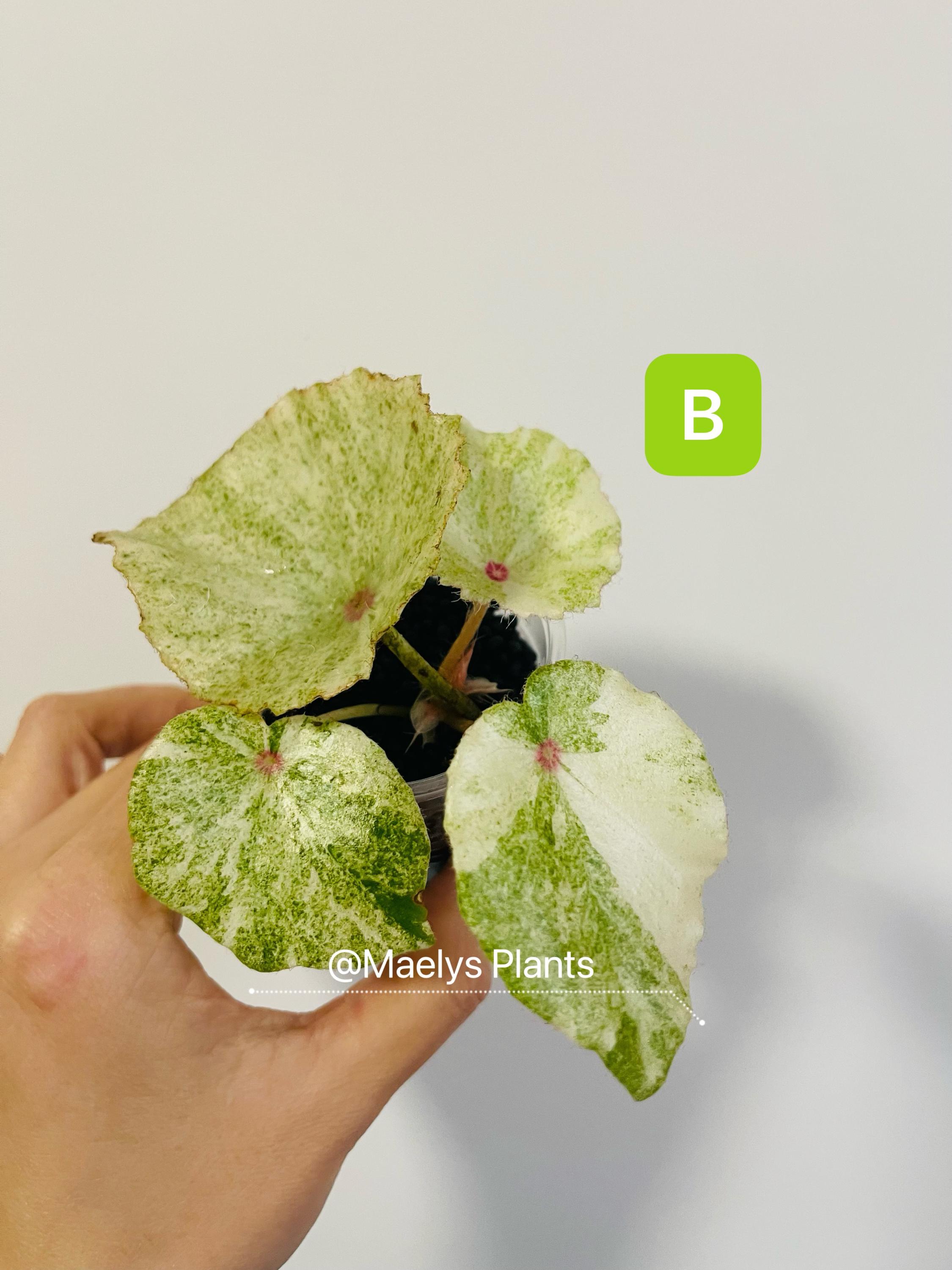 Begonia Rouge Variegated Rare Plant Rooted - Update 02/01/2026 - US ...