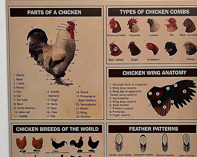 Facts About Chicken Tin Metal Sign Farm Chicken Knowledge Coop Decor ...