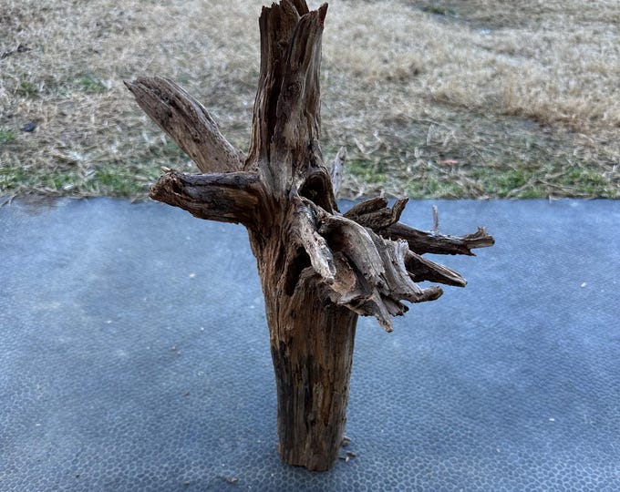 Cedar Tree Stump, Red Cedar, Beautiful Shape and Rustic, Terrarium ...