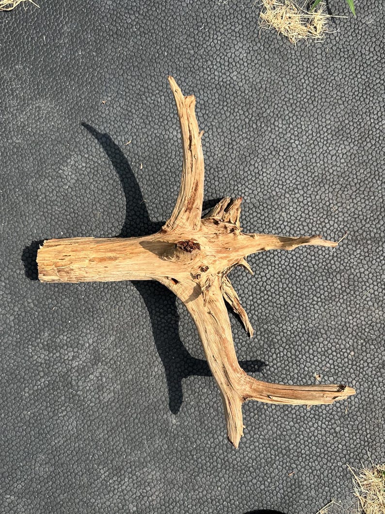 Beautiful Cedar Root Collar, Cedar Tree Stump, Artistic Possibilities ...