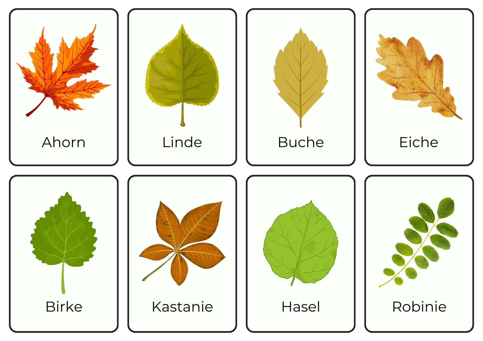 Montessori Lernkarten für Kinder Thema Blätter und Bäume Digitaler ...