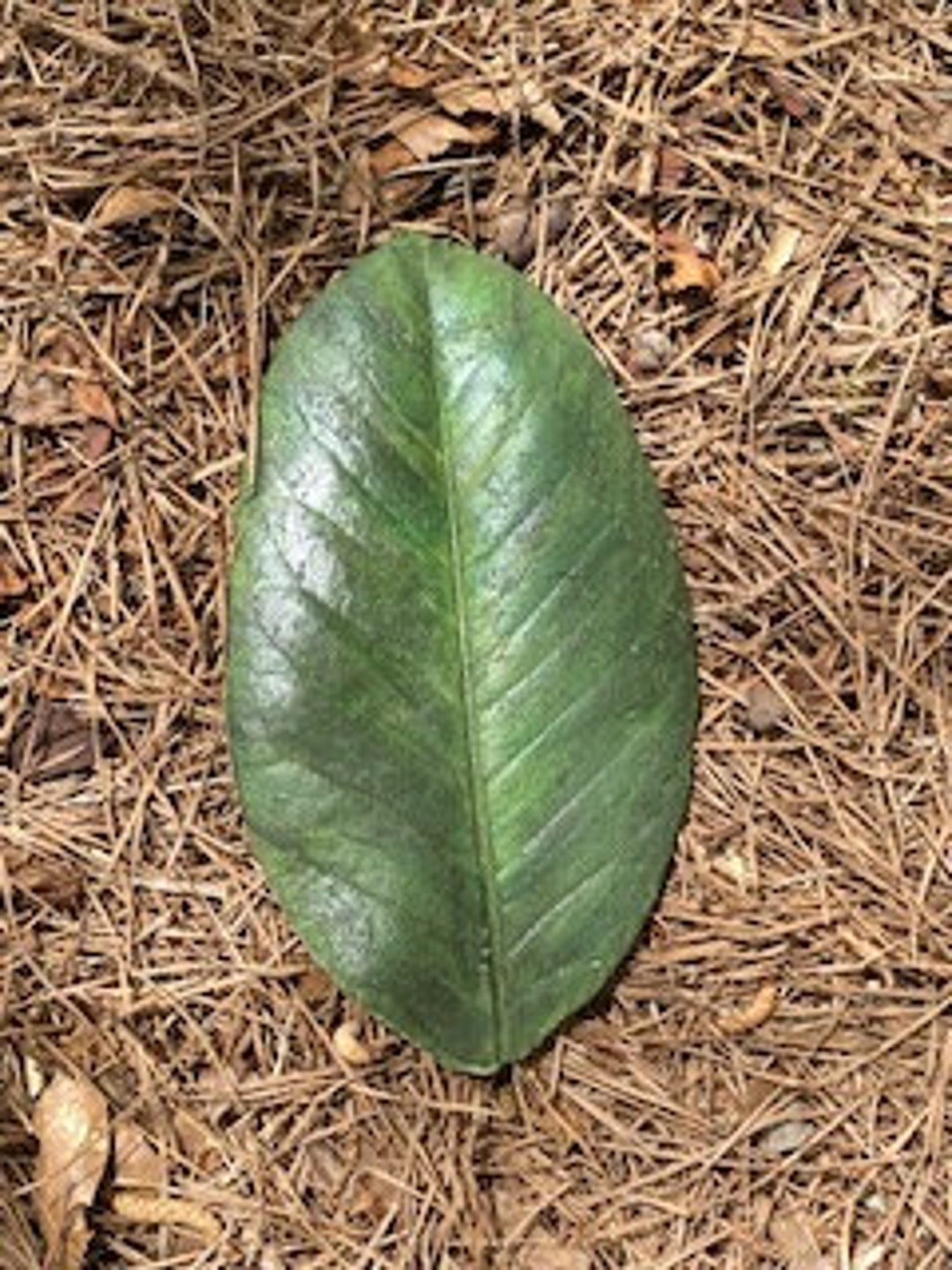 Cast Magnolia Leaf - Etsy