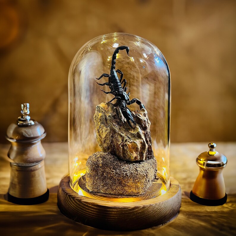 Scorpion on the Rock Entomology Art Specimen Christmas Scorpion ...