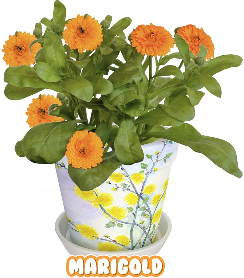 Paint and Plant Kids Gardening Set - Kids Gardening Kit - Art and Craft ...