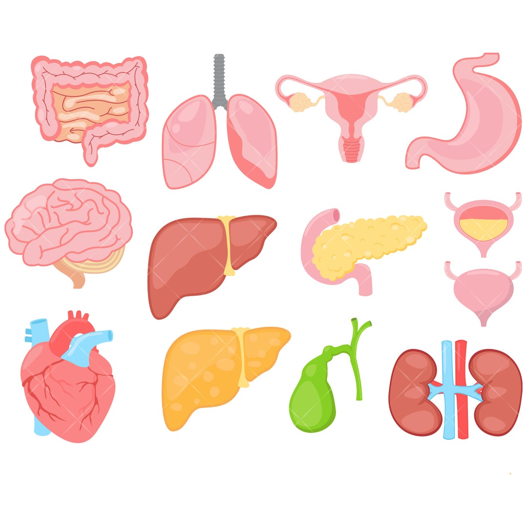 Human Organs Clipart, Brains, Heart, Kidney, Utero, Intestines, Lungs ...