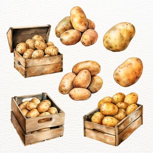 Watercolor Potato Clipart: PNG Vegetable Bundle (commercial Use) - Etsy