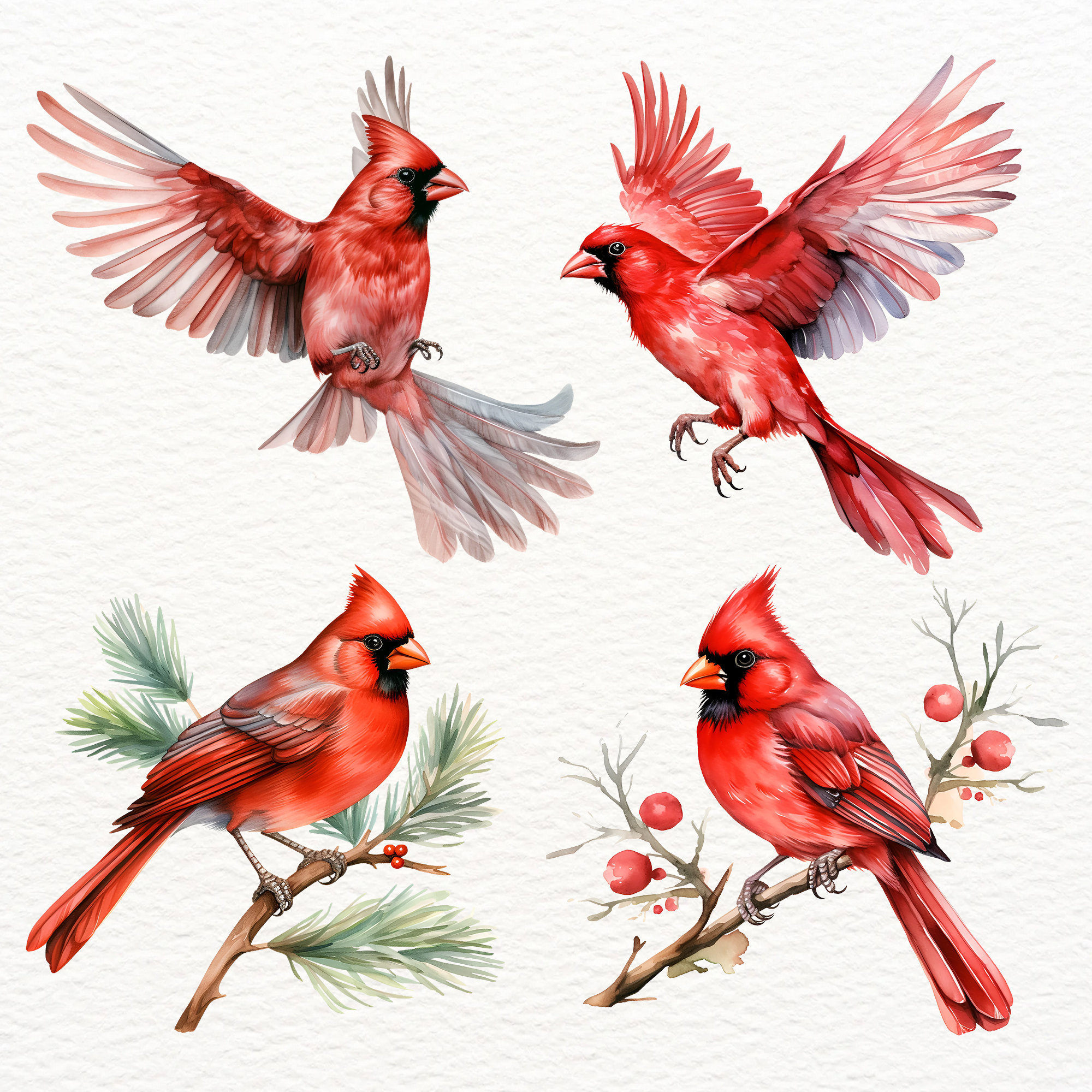 Red Cardinal Clipart, Bird Clip Art, Flying Red Cardinal, Watercolor ...