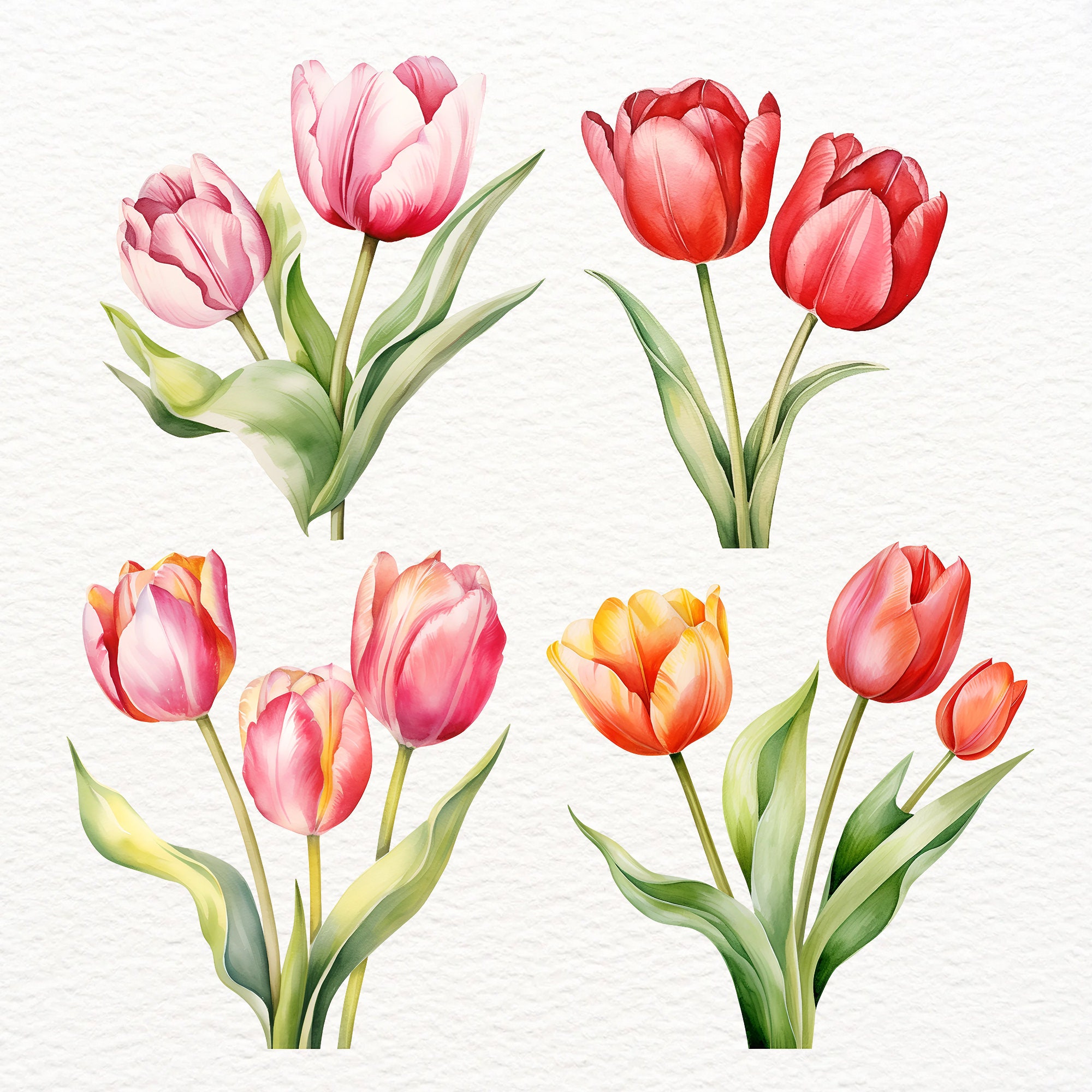 Spring Tulip Clipart, Watercolor Tulips, Images of Beautiful Spring ...