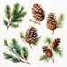 Watercolor Pine Cone Clipart: Autumn Forest Graphics (commercial Use ...