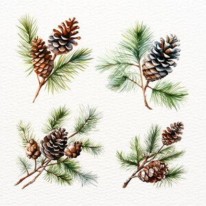 Watercolor Pine Cone Clipart: Autumn Forest Graphics (commercial Use ...