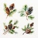 Watercolor Pine Cone Clipart: Autumn Forest Graphics (commercial Use ...