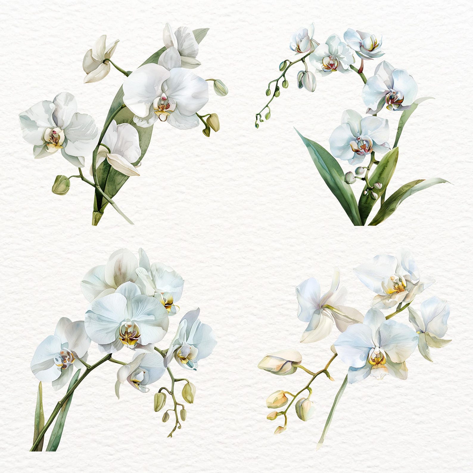 White Orchid Watercolor Clipart: Floral PNG Illustrations (commercial ...