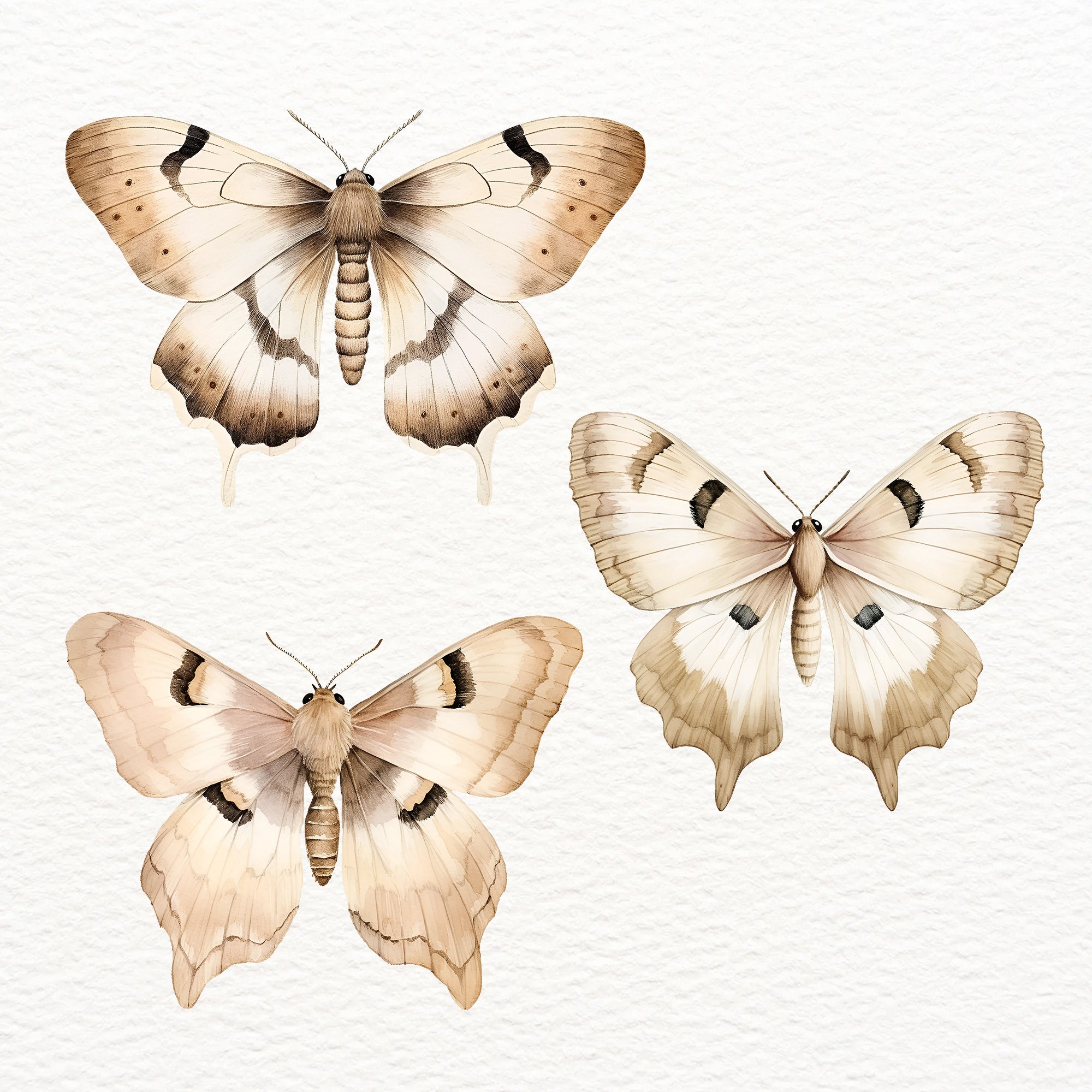 Beige Moth Clipart, Watercolor Insects, Painted Moths, Rustic Organic ...