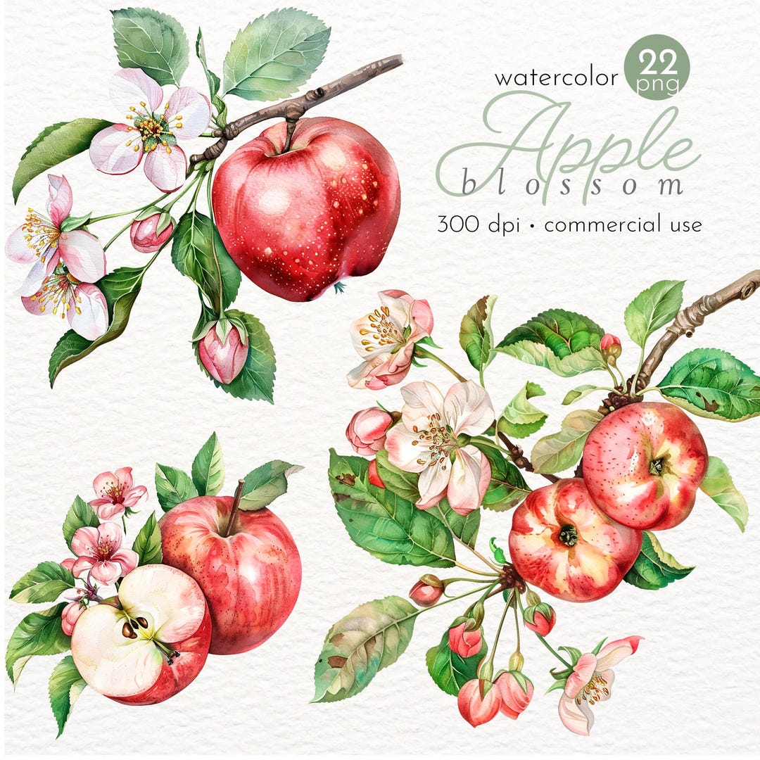 Apple Blossom Clipart: Watercolor Flower Branch Illustrations ...