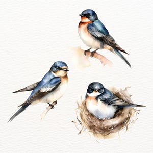 Swallow Clipart, Watercolor Bird Clipart, Barn Swallow, Birds on A ...