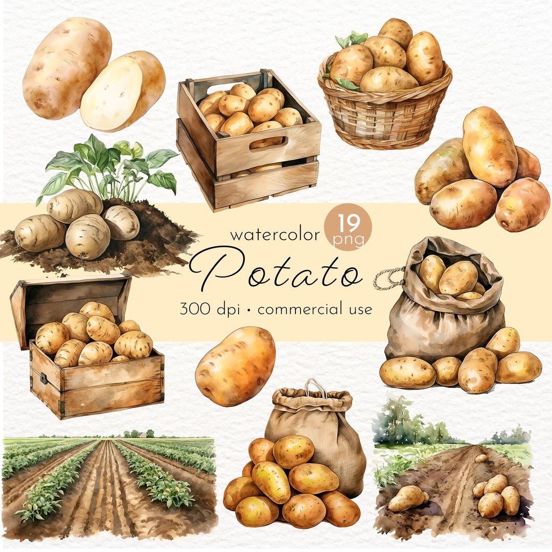 Potato Clipart, Watercolor Potato, Potatoes Clipart PNG Bundle ...