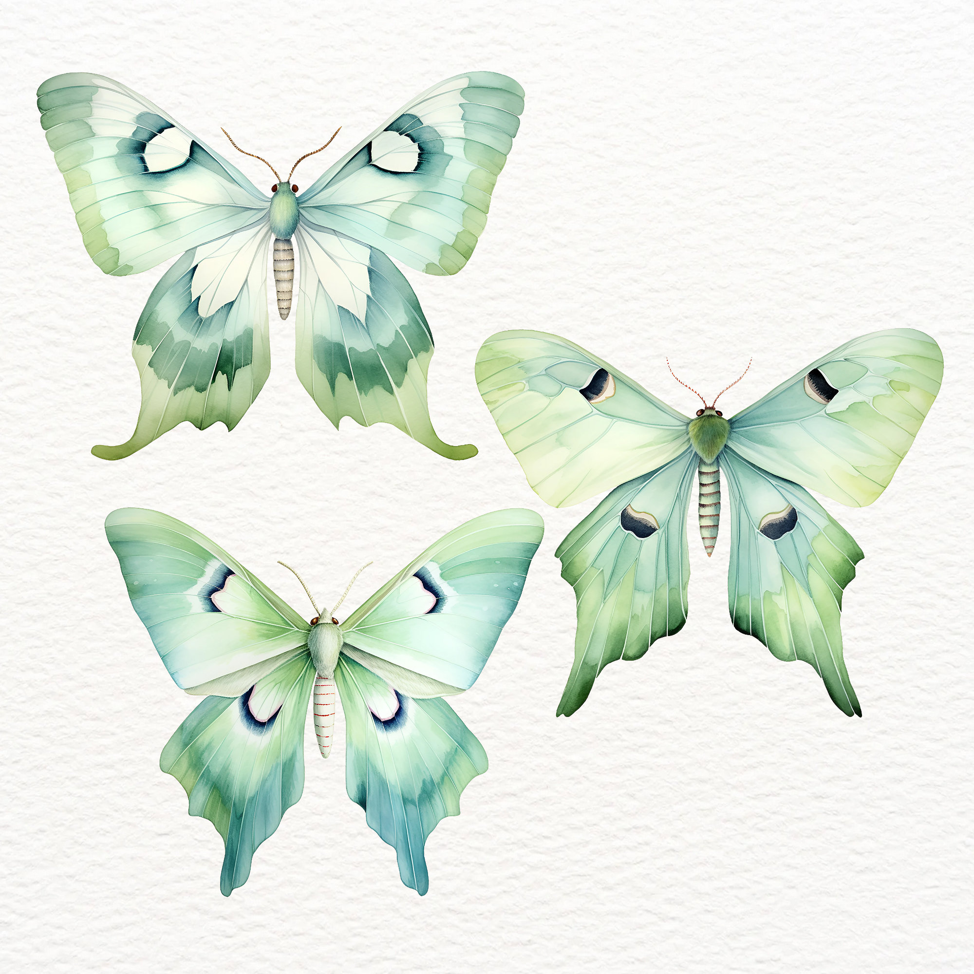 Luna Moth Clipart, Watercolor Insects, Painted Moths, Rustic Organic ...