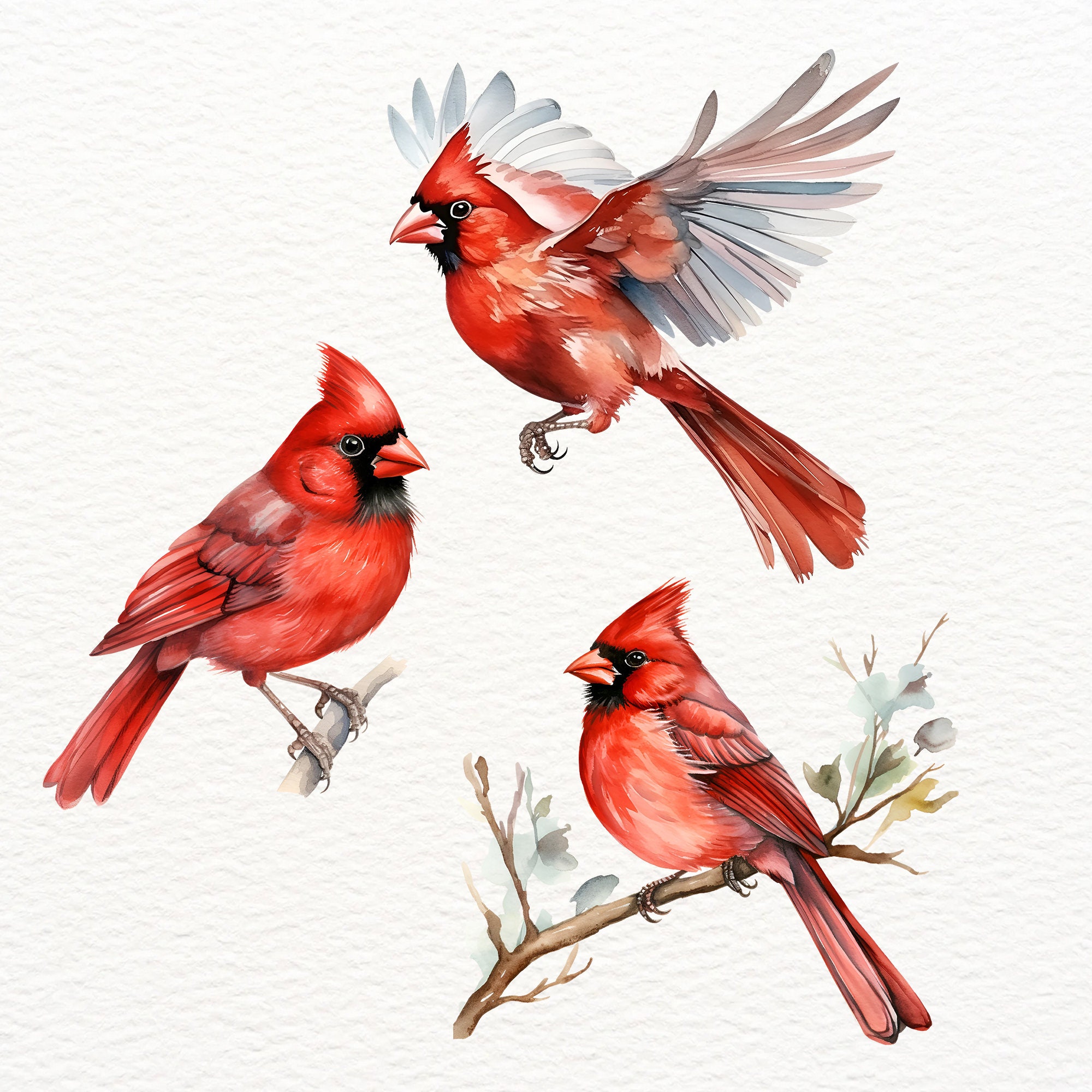 Red Cardinal Clipart, Bird Clip Art, Flying Red Cardinal, Watercolor ...