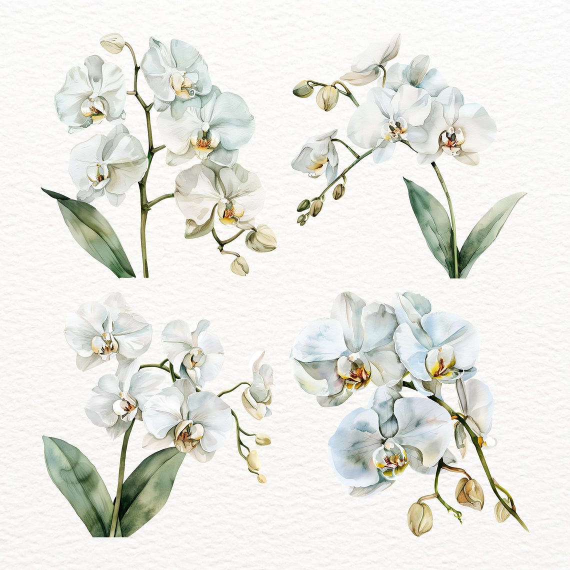 White Orchid Watercolor Clipart: Floral PNG Illustrations (commercial ...