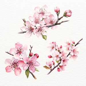 Cherry Blossom Clipart: Spring Flower PNG Images (commercial Use) - Etsy