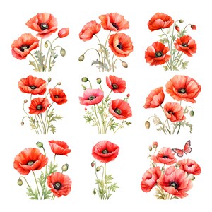 Poppy Flowers Clipart, Watercolor Spring Flowers, Images of Beautiful ...