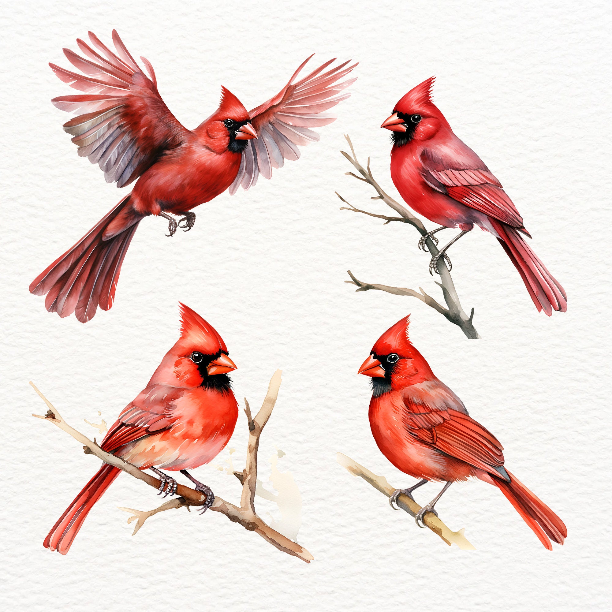 Red Cardinal Clipart, Bird Clip Art, Flying Red Cardinal, Watercolor ...