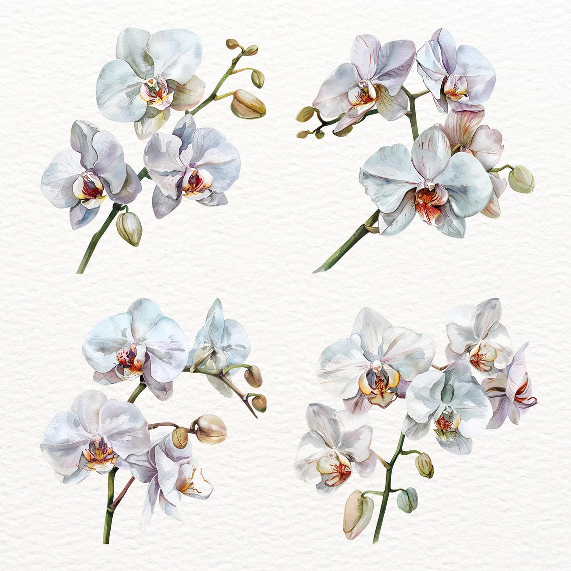 White Orchid Watercolor Clipart: Floral PNG Illustrations (commercial ...