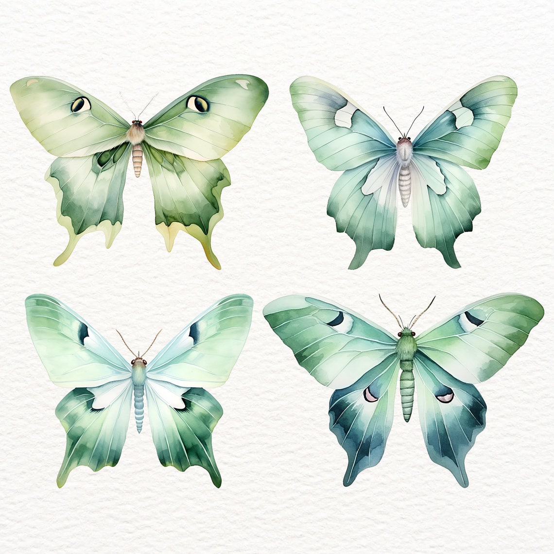 Luna Moth Clipart, Watercolor Insects, Painted Moths, Rustic Organic ...