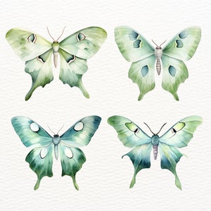Luna Moth Clipart, Watercolor Insects, Painted Moths, Rustic Organic ...