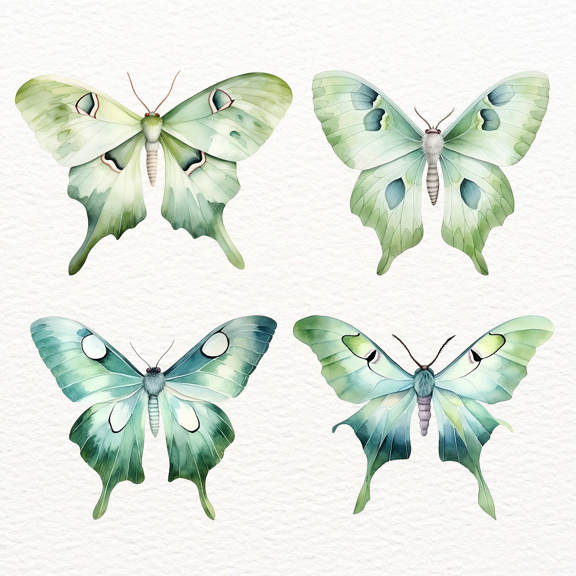 Luna Moth Clipart, Watercolor Insects, Painted Moths, Rustic Organic ...