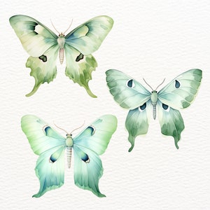 Luna Moth Clipart, Watercolor Insects, Painted Moths, Rustic Organic ...