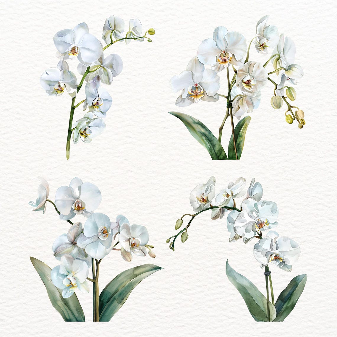 White Orchid Watercolor Clipart: Floral PNG Illustrations (commercial ...