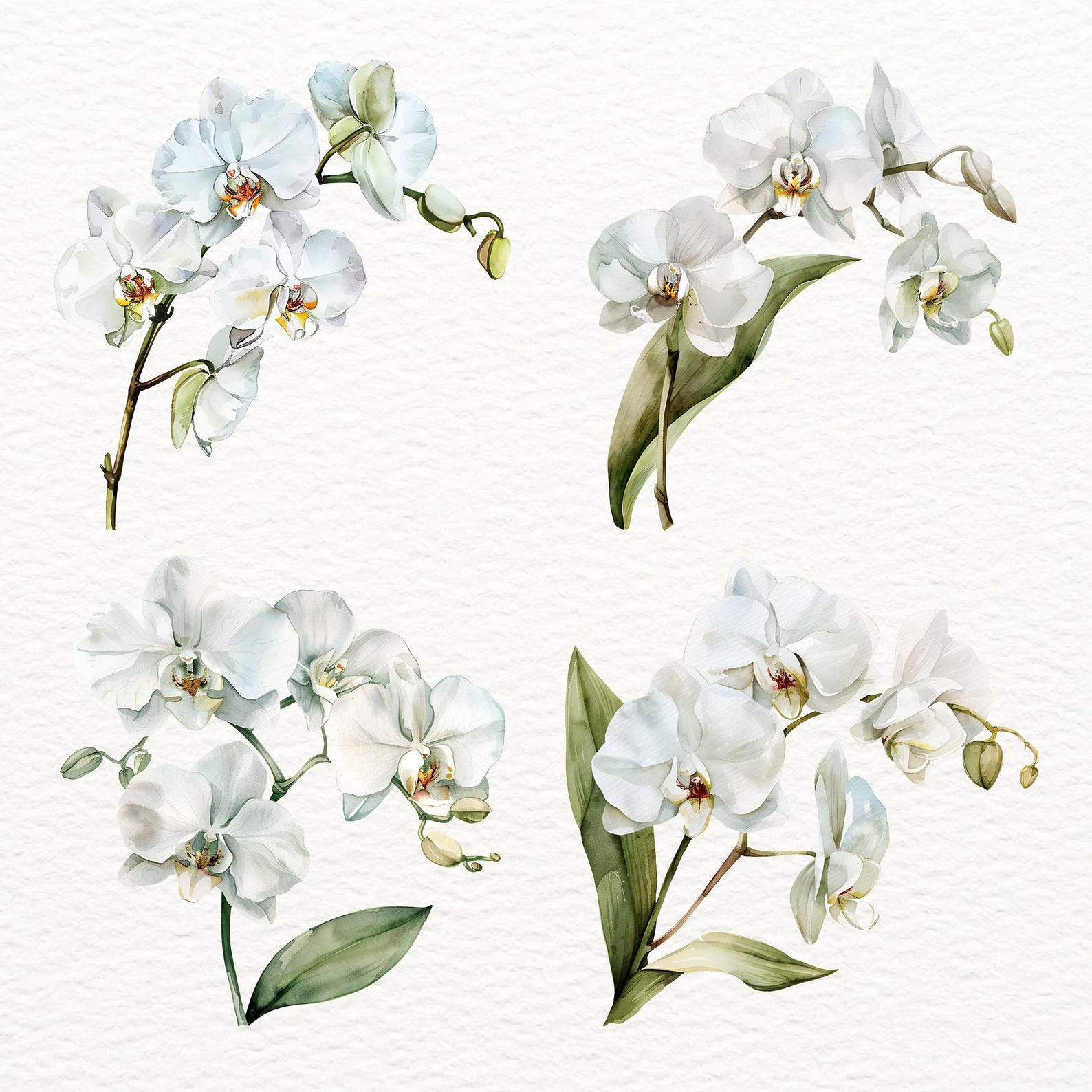 White Orchid Watercolor Clipart: Floral PNG Illustrations (commercial ...