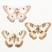 Beige Moth Clipart, Watercolor Insects, Painted Moths, Rustic Organic ...
