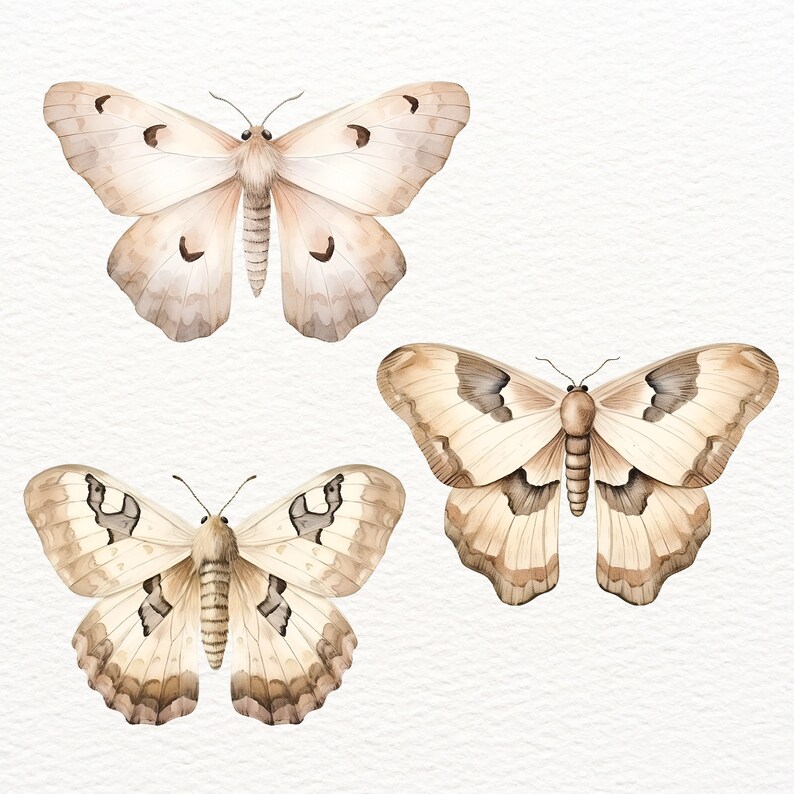 Beige Moth Clipart, Watercolor Insects, Painted Moths, Rustic Organic ...