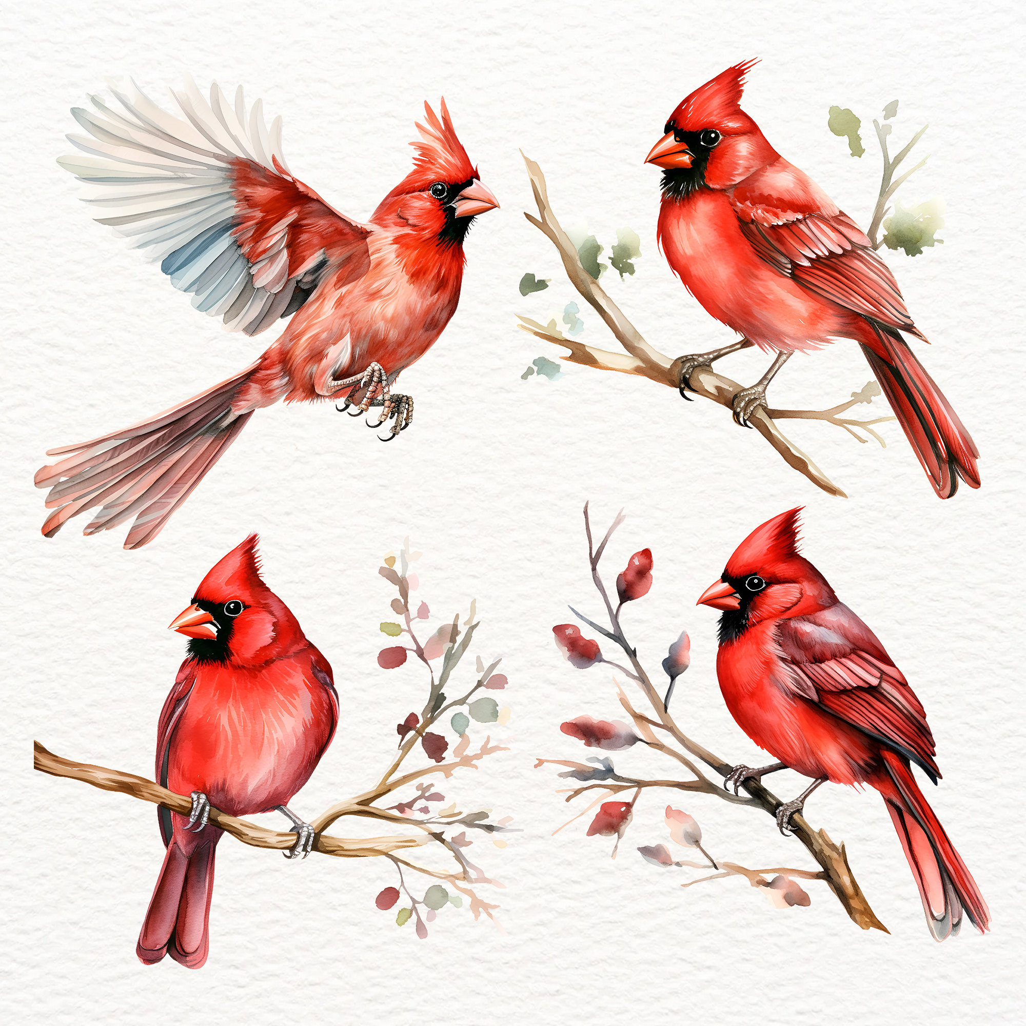 Red Cardinal Clipart, Bird Clip Art, Flying Red Cardinal, Watercolor ...