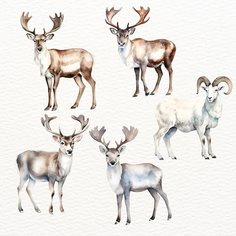 Arctic Animals Clipart, Penguin, Polar Bear, Walrus, Baby Shower ...