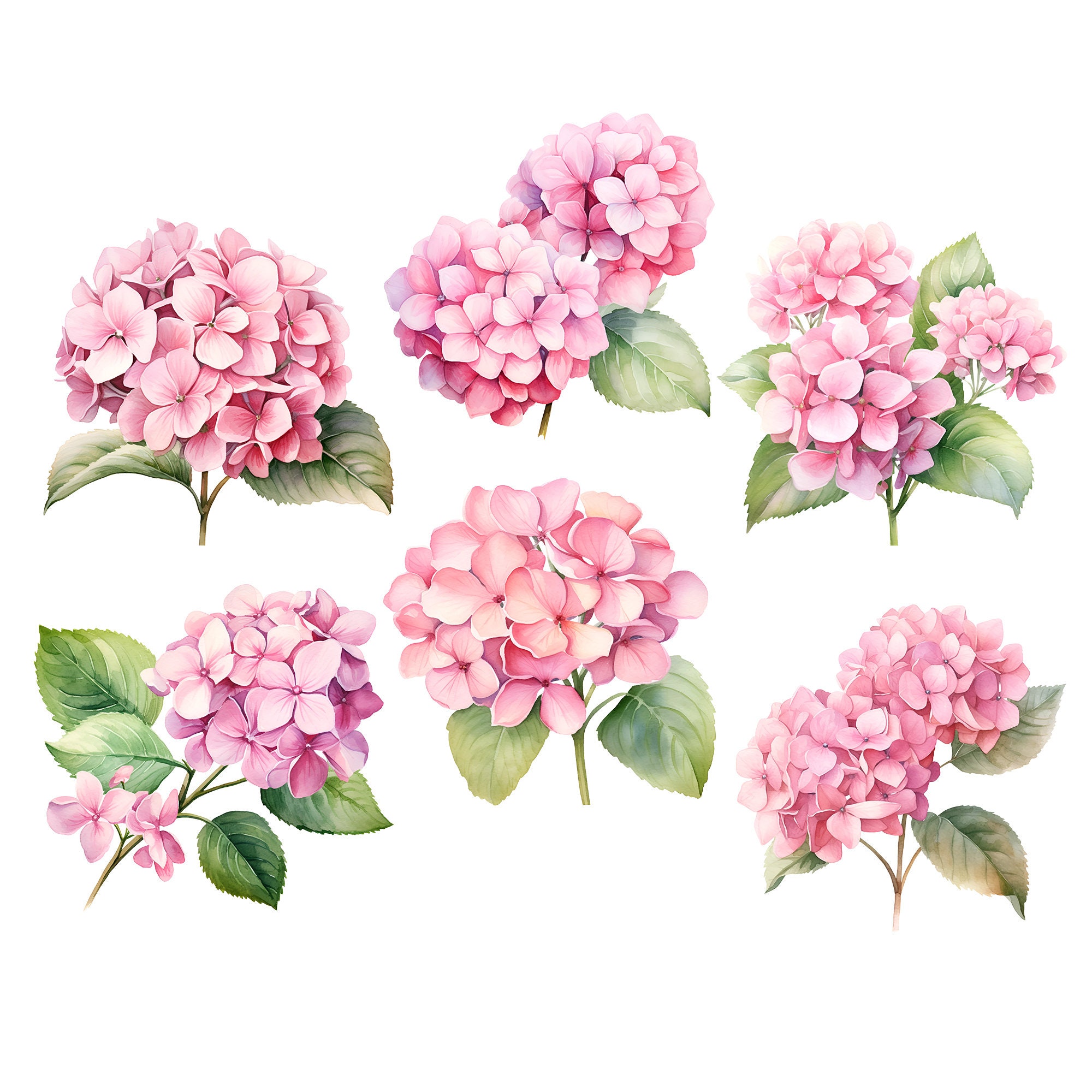Pink Hydrangea Watercolor Clipart: 22 PNG Flower Images (commercial Use ...