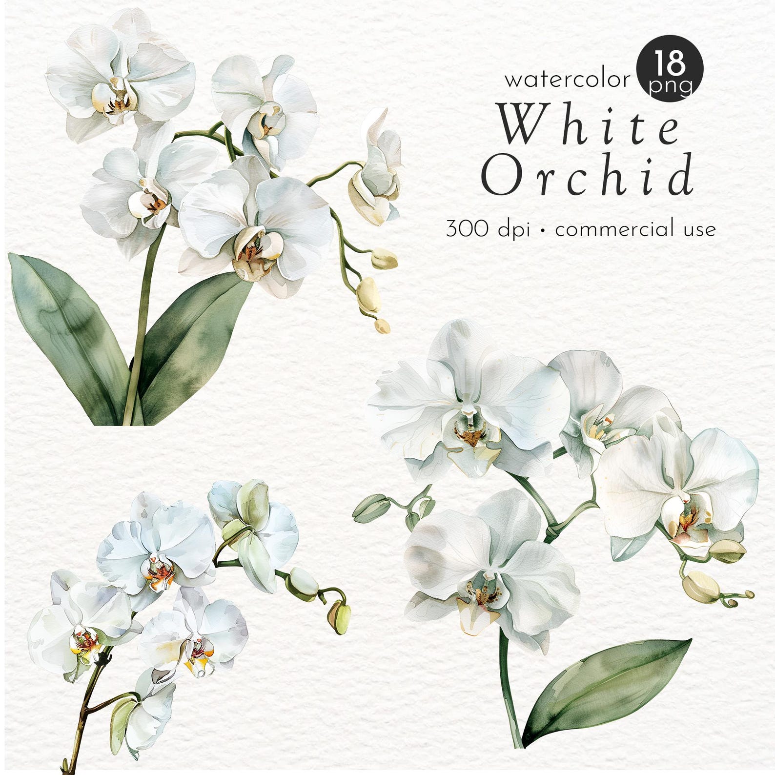 White Orchid Watercolor Clipart: Floral PNG Illustrations (commercial ...