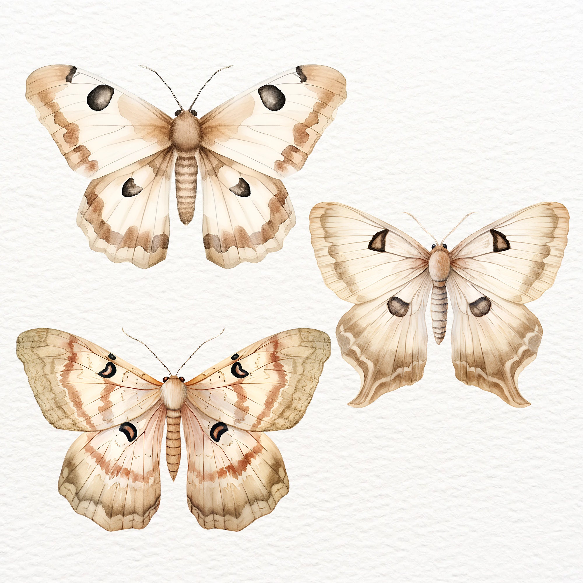 Beige Moth Clipart, Watercolor Insects, Painted Moths, Rustic Organic ...