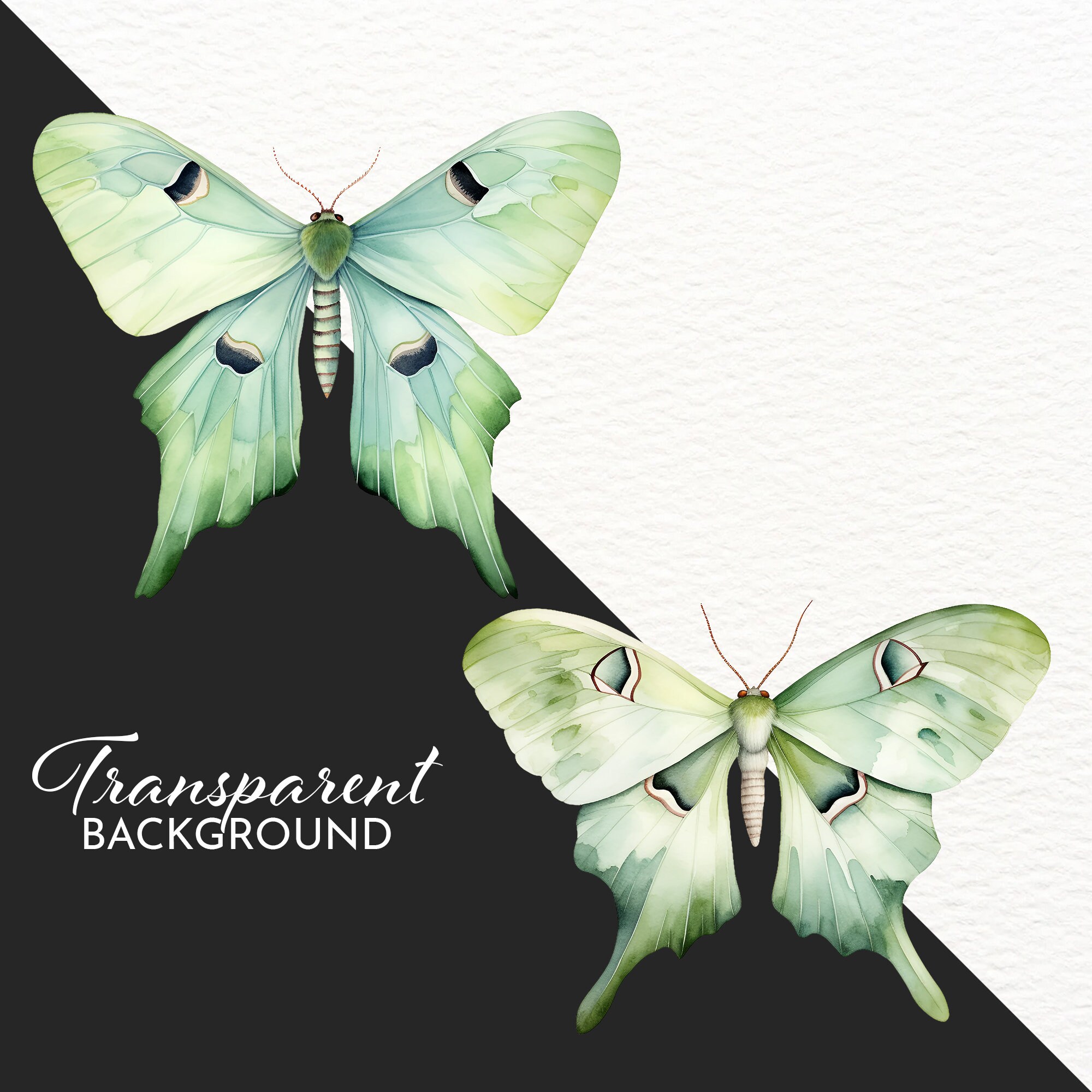 Luna Moth Clipart, Watercolor Insects, Painted Moths, Rustic Organic ...