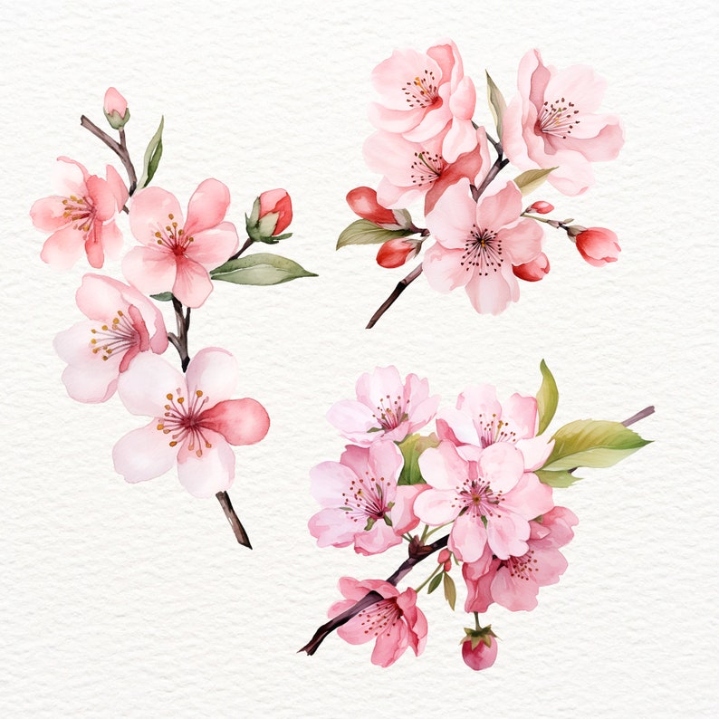 Cherry Blossom Clipart: Spring Flower PNG Images (commercial Use) - Etsy