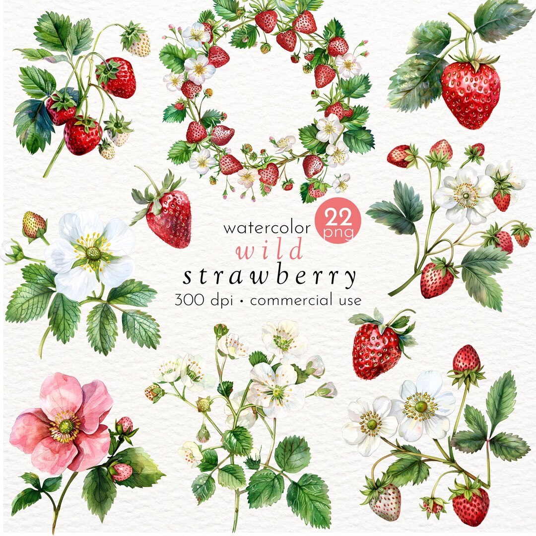 Wild Strawberry Watercolor Clipart: 22 PNG Images (commercial Use) - Etsy