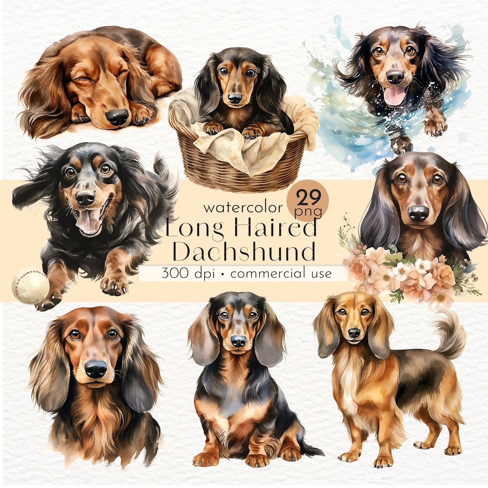 Watercolor Long Haired Dachshund Clipart: 29 Dog Art Images (commercial ...