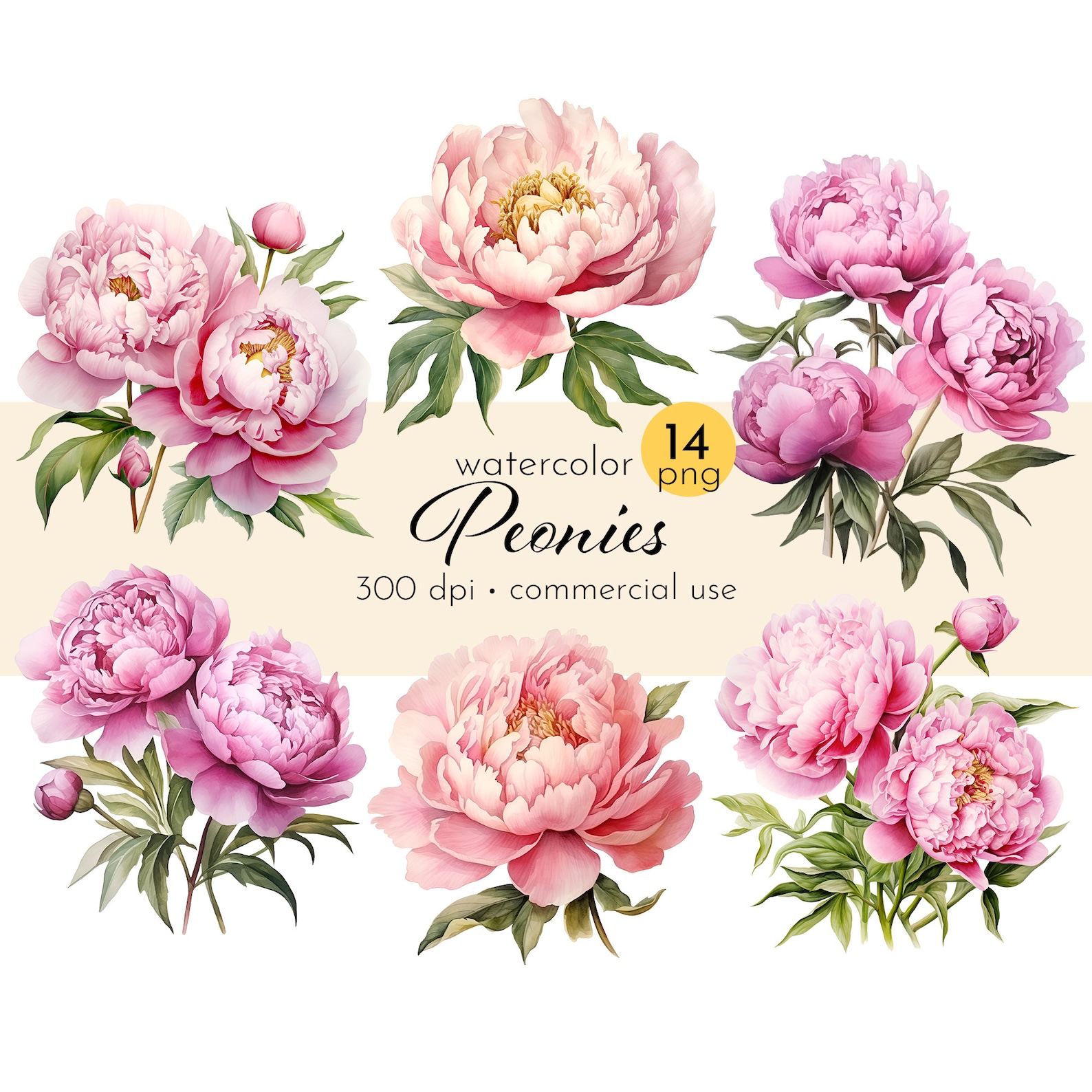 Peonies Watercolor Clipart Bundle, Images of Beautiful Summer Flowers ...