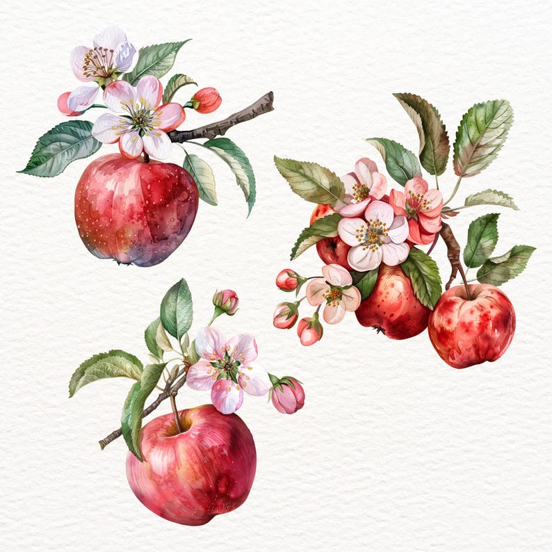 Apple Blossom Clipart: Watercolor Flower Branch Illustrations ...