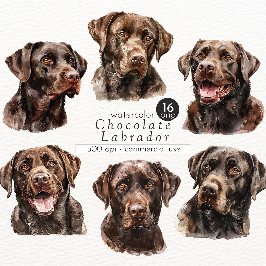Watercolor Chocolate Labrador Clipart: 16 Dog Art Images (digital ...