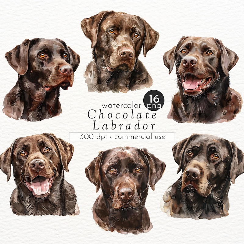 Chocolate Labrador - Etsy